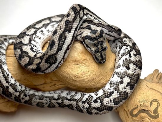 Axanthic Caramel Ph Granite Pos Tiger Coastal Carpet Python by Heathen ...