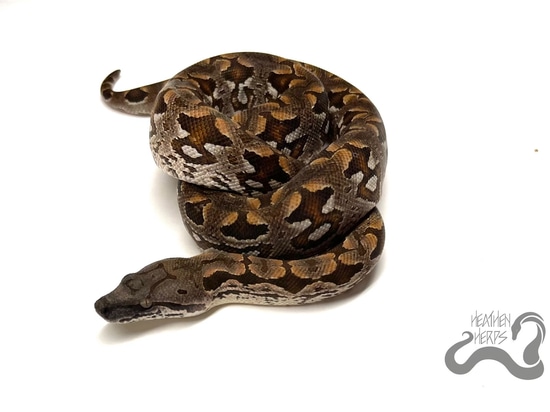 Dumeril's Boa by Heathen Herps