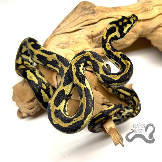Palmerston Locale Mutton Line Jungle Jungle Carpet Python by Heathen Herps