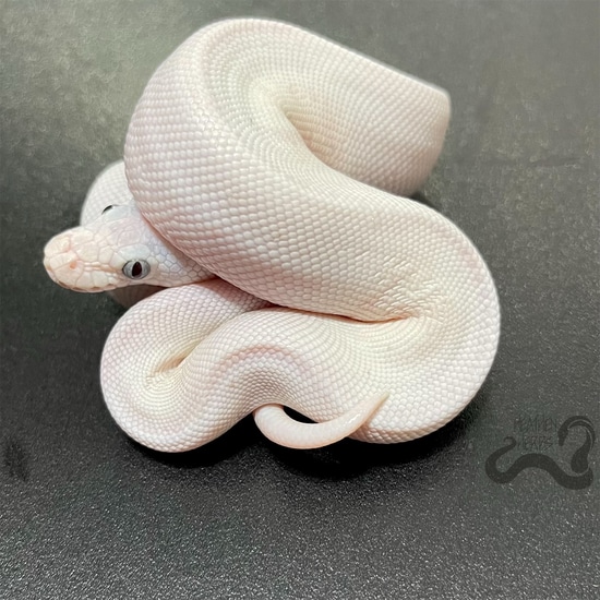 BEL (Mojo Les) Pos HRA GHI Pin Ball Python by Heathen Herps
