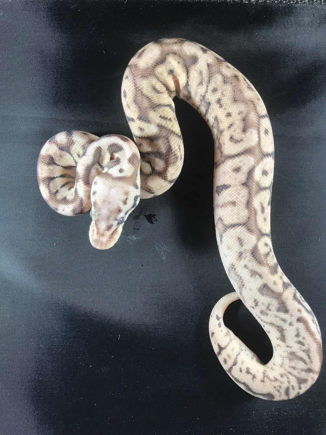 Black Widow/Pewter Bee 100% Het Hypo Poss Cinnamon Ball Python by HoBo ...