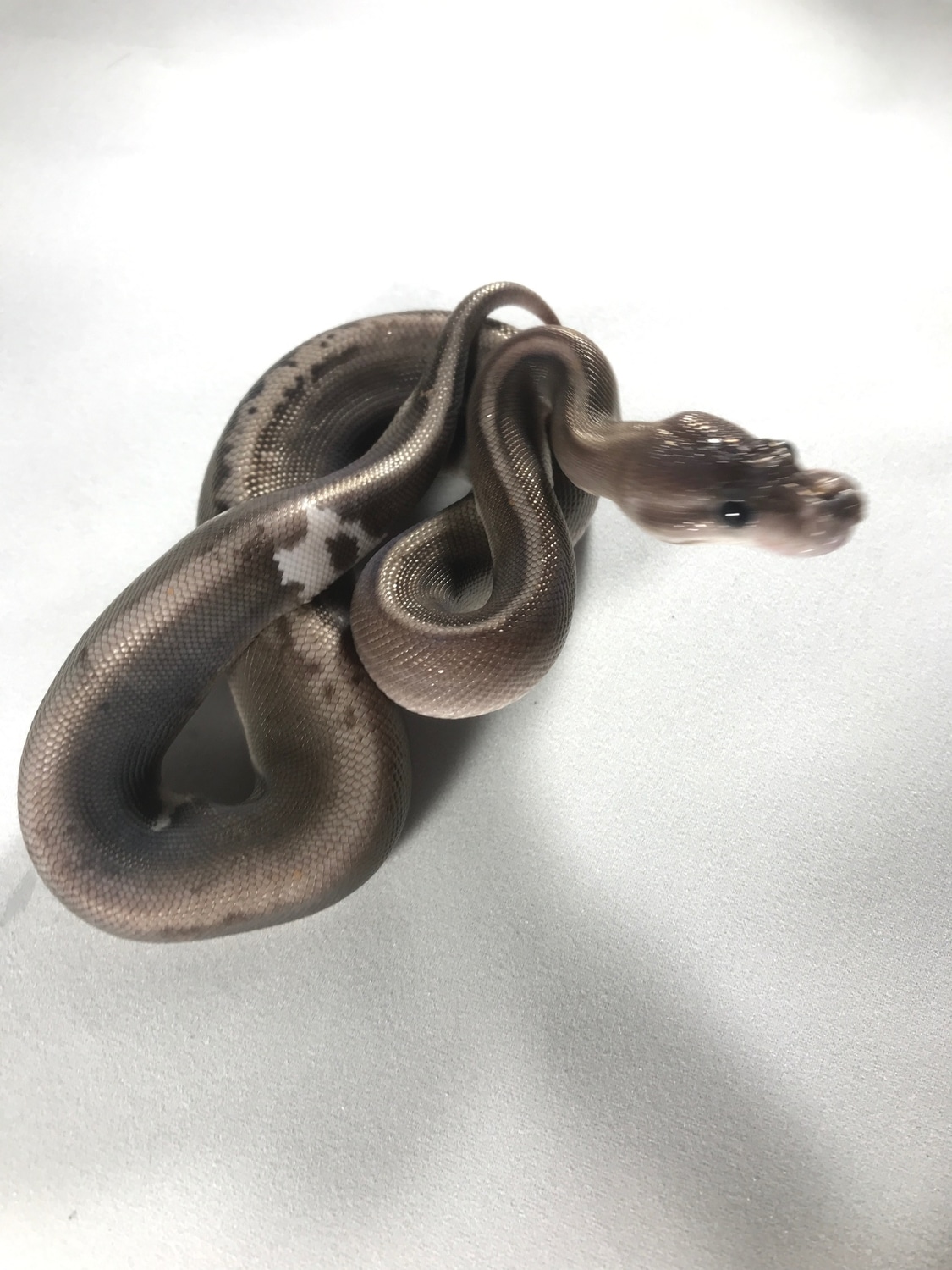 Super Black Pastel Cinnamon Pastel Spider 100% Het Hypo Ball Python by ...