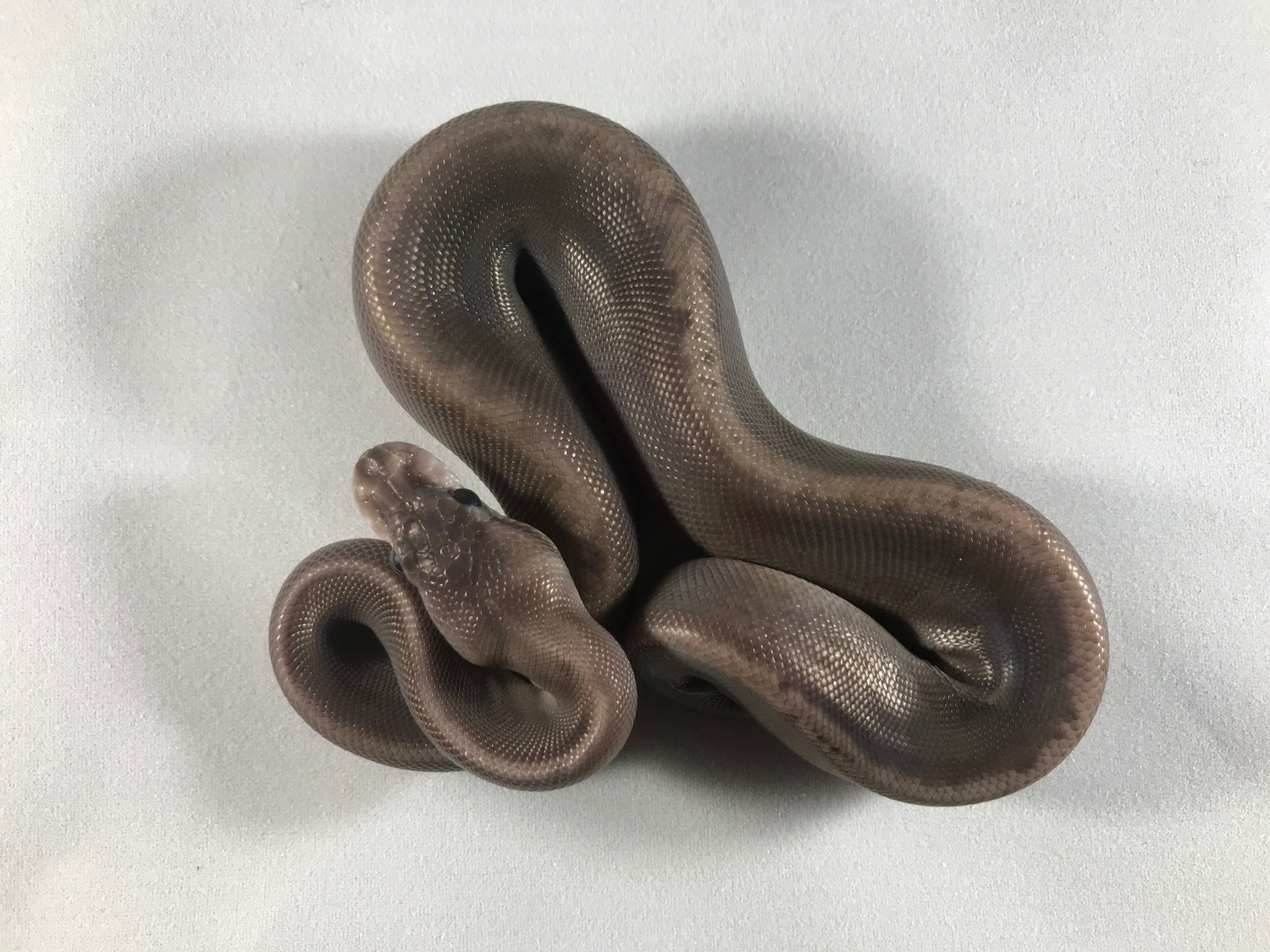 Super Black Pastel Cinnamon Pastel Spider 100% Het Hypo Ball Python by ...