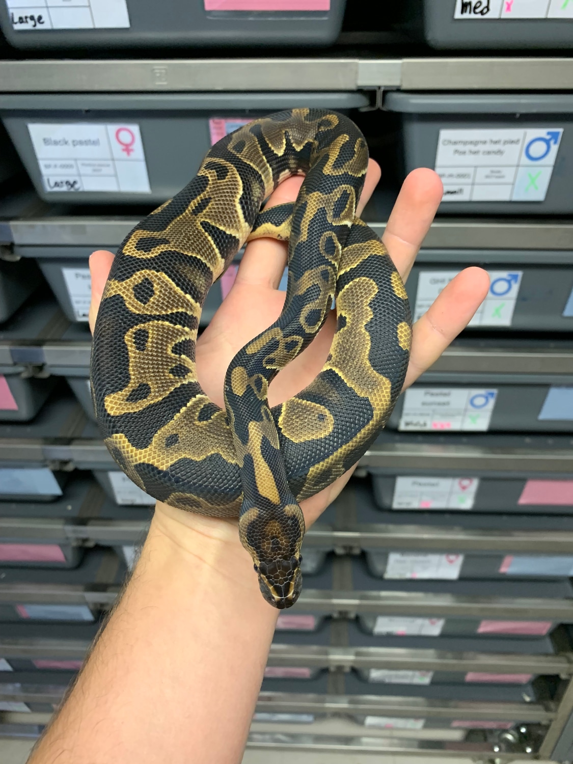 Leopard Het Clown Ball Python by Heatseeker Reptiles LLC - MorphMarket