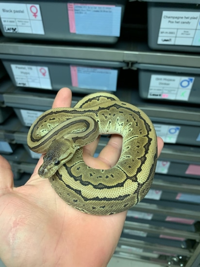 Cinnamon Pinstripe Ball Python by Luxor Reptiles