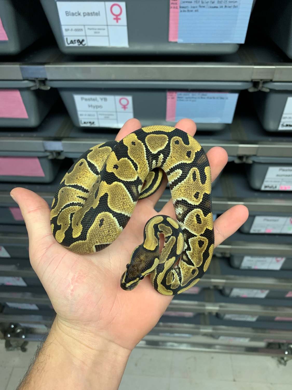 Double Het Hypo Clown Ball Python by Heatseeker Reptiles LLC - MorphMarket