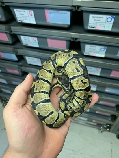 Double Het Vpi Axanthic Pied Ball Python by Heatseeker Reptiles LLC