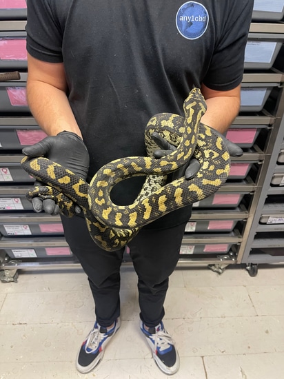 Proven Jungle Female Jungle Carpet Python by Heatseeker Reptiles LLC