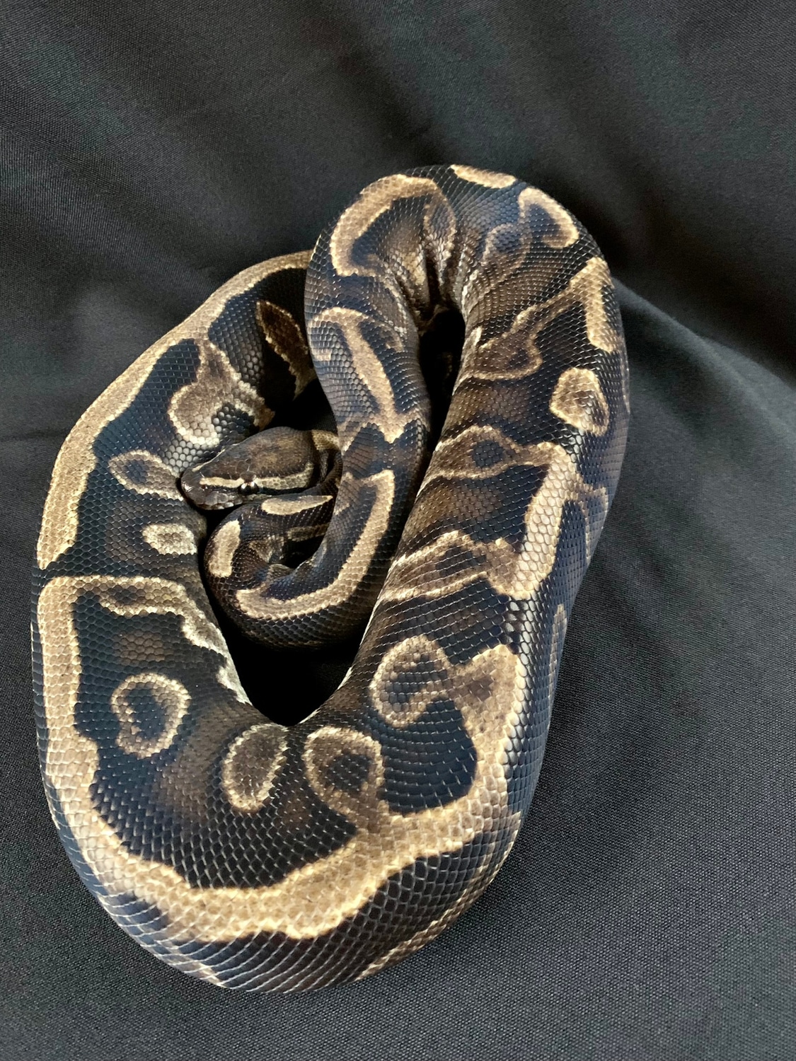 GHI Leopard 100% Het Pied Ball Python by HeavenBound Serpents - MorphMarket