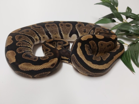 Sable 66% Het OG Ball Python by Heavy-Snakes