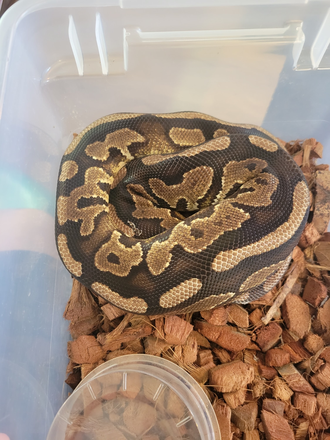 Cinnamon Dbl Het Pied Caramel Albino Ball Python by Heavy_Ballz ...