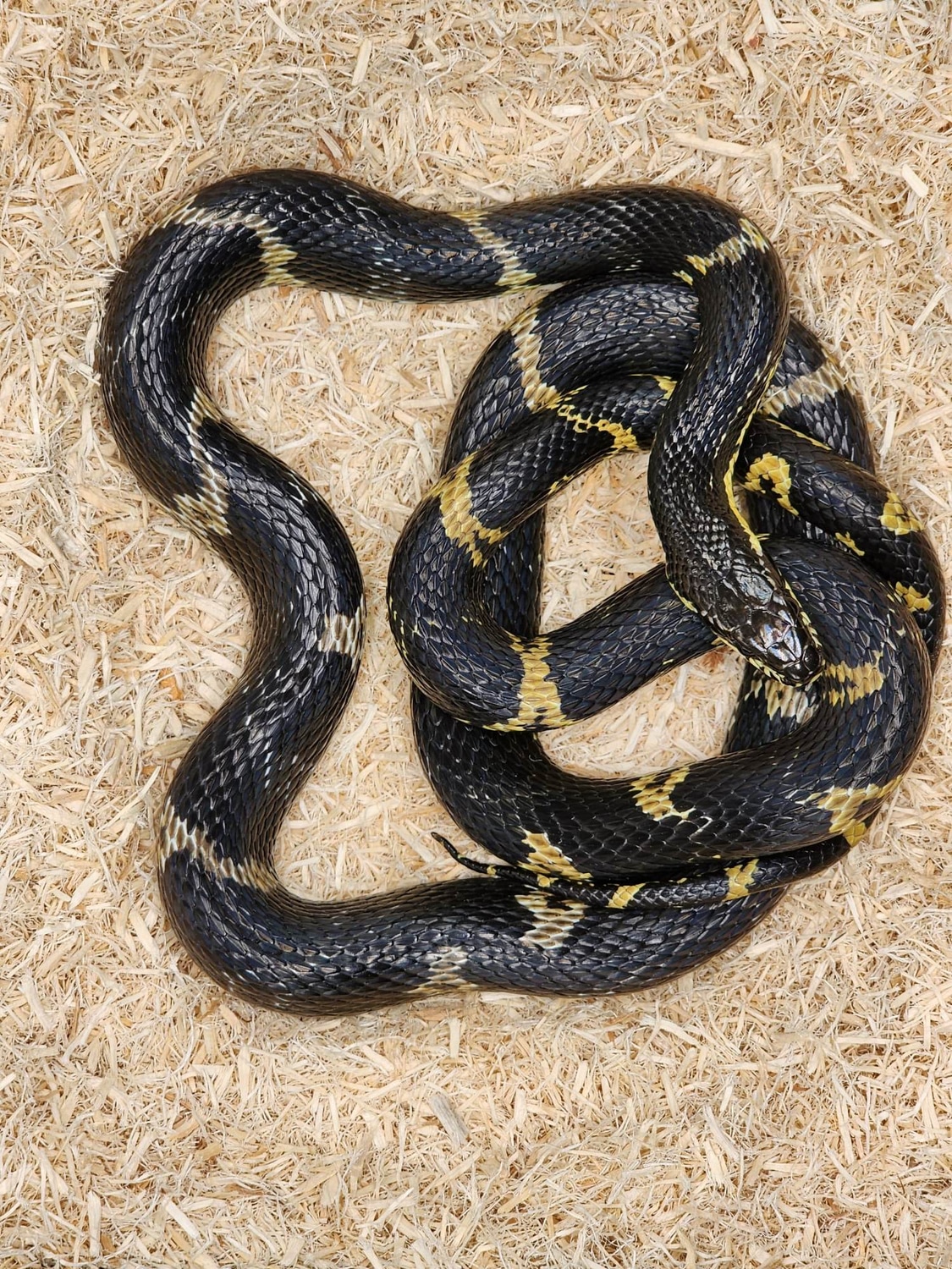 2021 Female 66% Het Albino Russian Rat Snake Other Rat Snake by Heavy ...