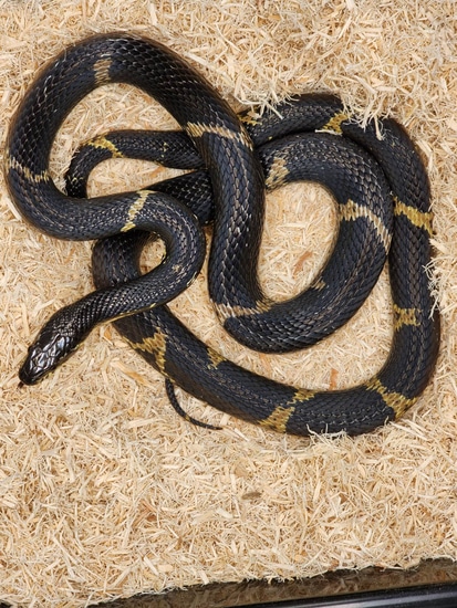 2021 Male 100% Axanthic Russian Rat Snake Other Rat Snake by Heavy ...