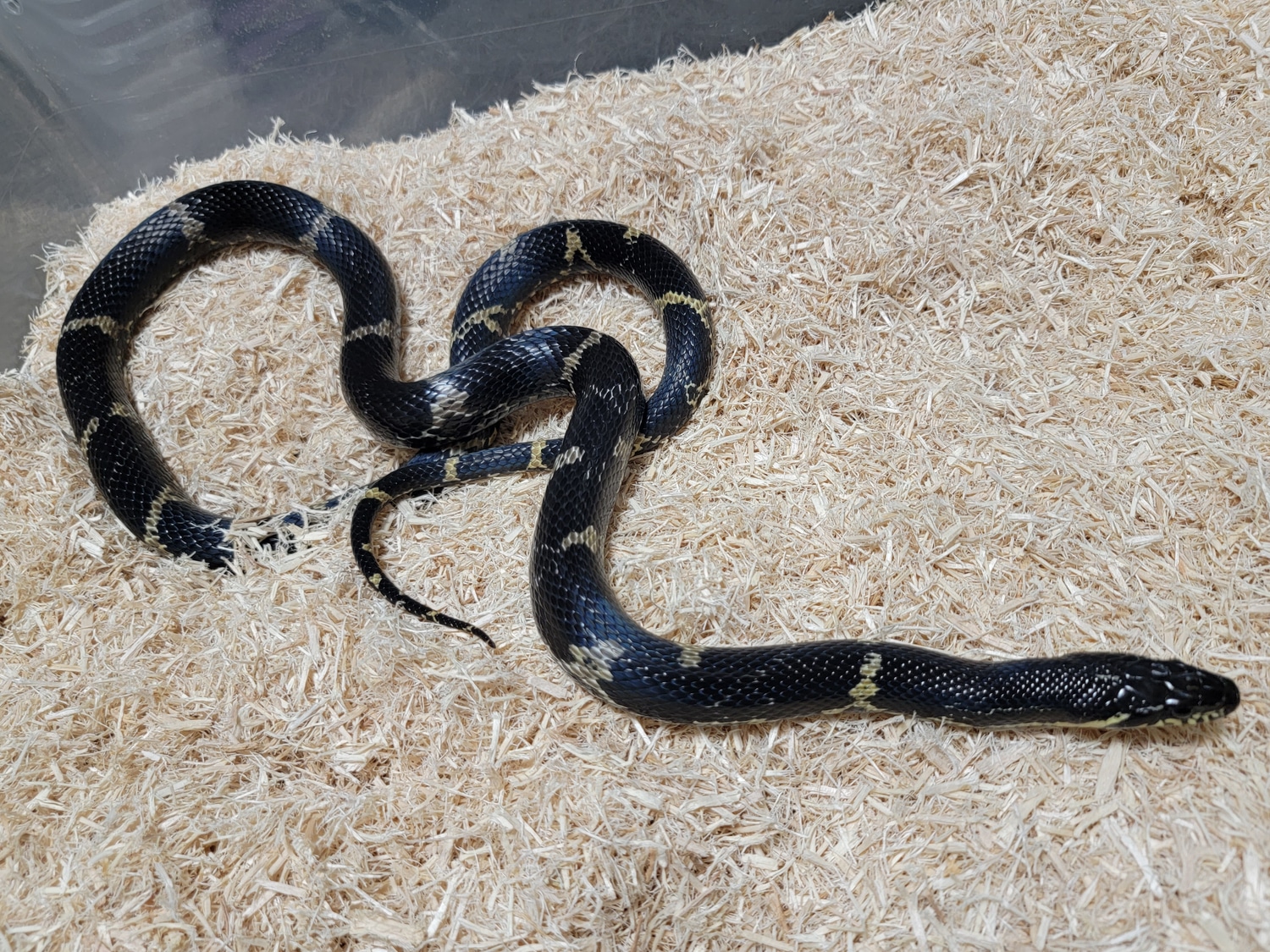 2021 Female 100% Het Axanthic Russian Rat Snake Other Rat Snake by ...