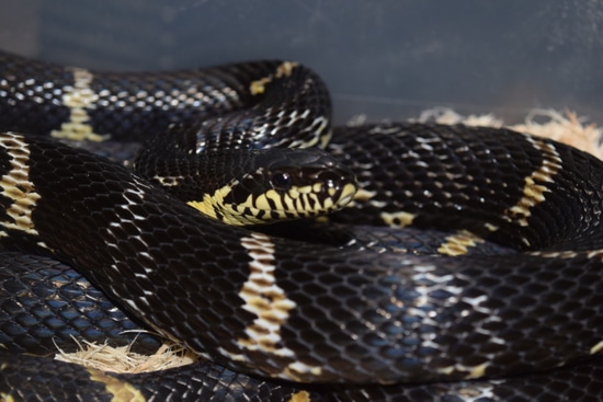 2021 100% Axanthic Russian Rat Snake Other Rat Snake by Heavy Metal ...
