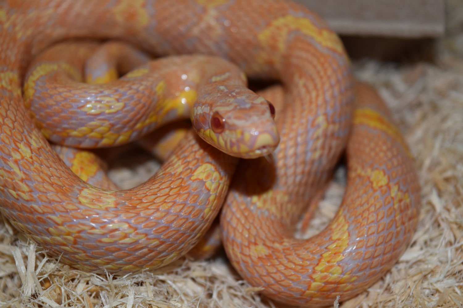 2022 Albino Russian Rat Snake Other Rat Snake by Heavy Metal Reptiles ...