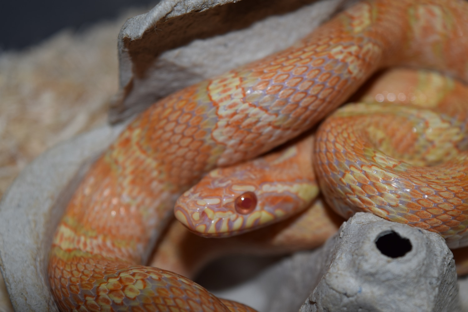 2022 Albino Russian Rant Snake Other Rat Snake by Heavy Metal Reptiles ...