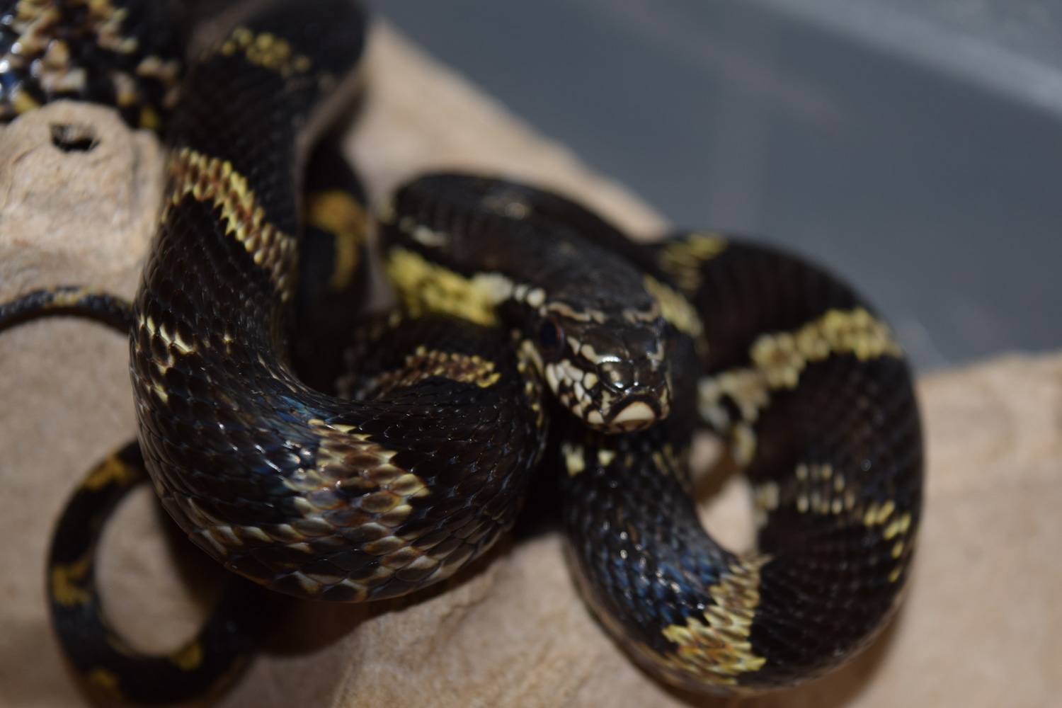 2022 66% Het Albino Russian Rat Snake Other Rat Snake by Heavy Metal ...