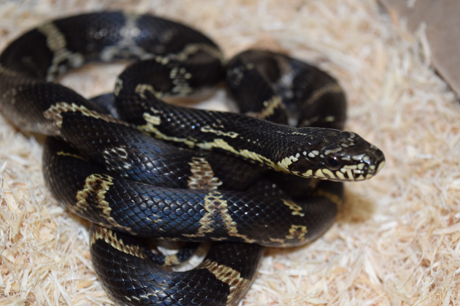 2022 66% Het Albino Russian Rat Snake Other Rat Snake by Heavy Metal ...