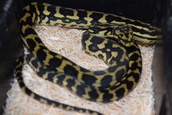 German Jungle X Highlighter Jungle Carpet Pythons by Heavy Metal Reptiles