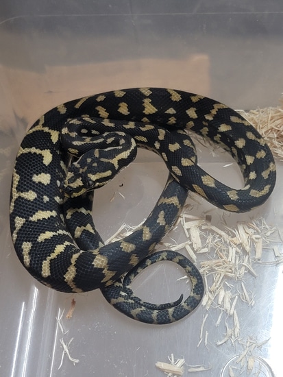 German Jungle X Highlighter Jungle Carpet Pythons by Heavy Metal Reptiles