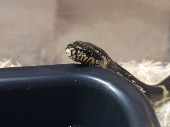 2022 66% Het Albino Russian Rat Snake Other Rat Snake by Heavy Metal ...