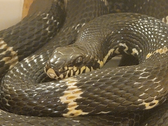 100% Het Axanthic Russian Ratsnake Other Rat Snake by Heavy Metal Reptiles