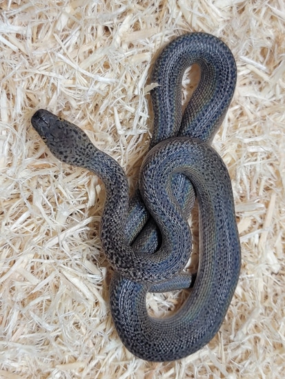 2023 Female Granite Spotted Python by Heavy Metal Reptiles