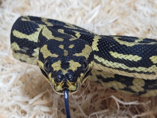 2022 German Jungle X Highlighter Jungle Carpet Python by Heavy Metal Reptiles