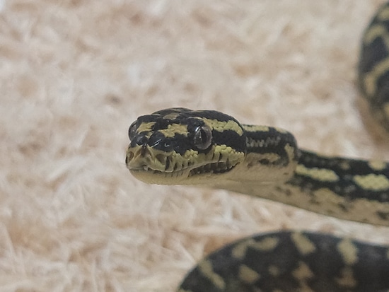 German Jungle X Highlighter Jungle Carpet Python by Heavy Metal Reptiles