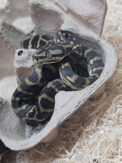 German Jungle X Highlighter Jungle Carpet Python by Heavy Metal Reptiles