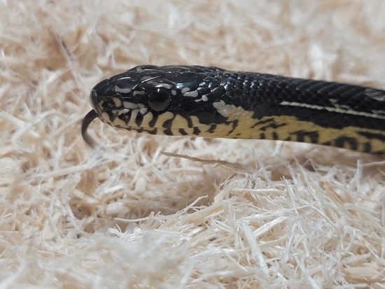 2022 66% Het Albino Russian Rat Snake Other Rat Snake by Heavy Metal ...