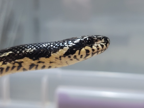 2022 66% Het Albino Russian Rat Snake Other Rat Snake by Heavy Metal ...