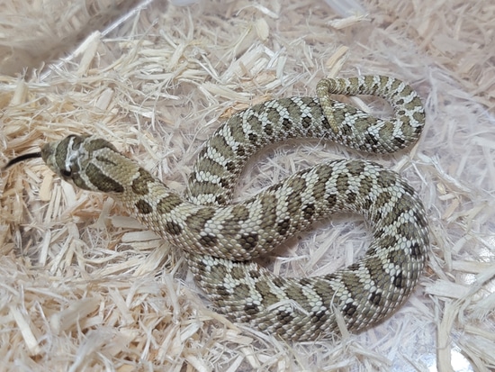 2023 Lemon Ghost 66% Het Toffee Belly Western Hognose by Heavy Metal ...