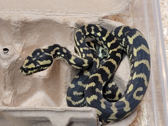 2023 German Jungle X Highlighter Jungle Carpet Python by Heavy Metal ...