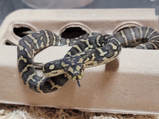 2024 Male German Jungle X Highlighter Jungle Carpet Python by Heavy Metal Reptiles