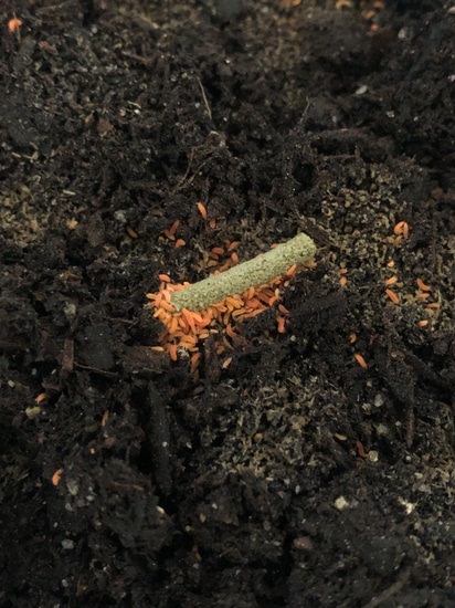 50ct Orange Springtails Isopod by Hector’s Hexapods