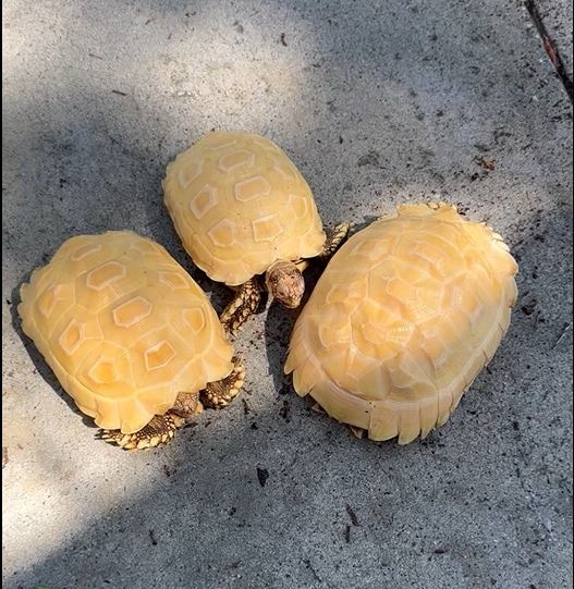 Albino Sulcatas - Price Reduced Sulcata Tortoise by Hector's Habitat