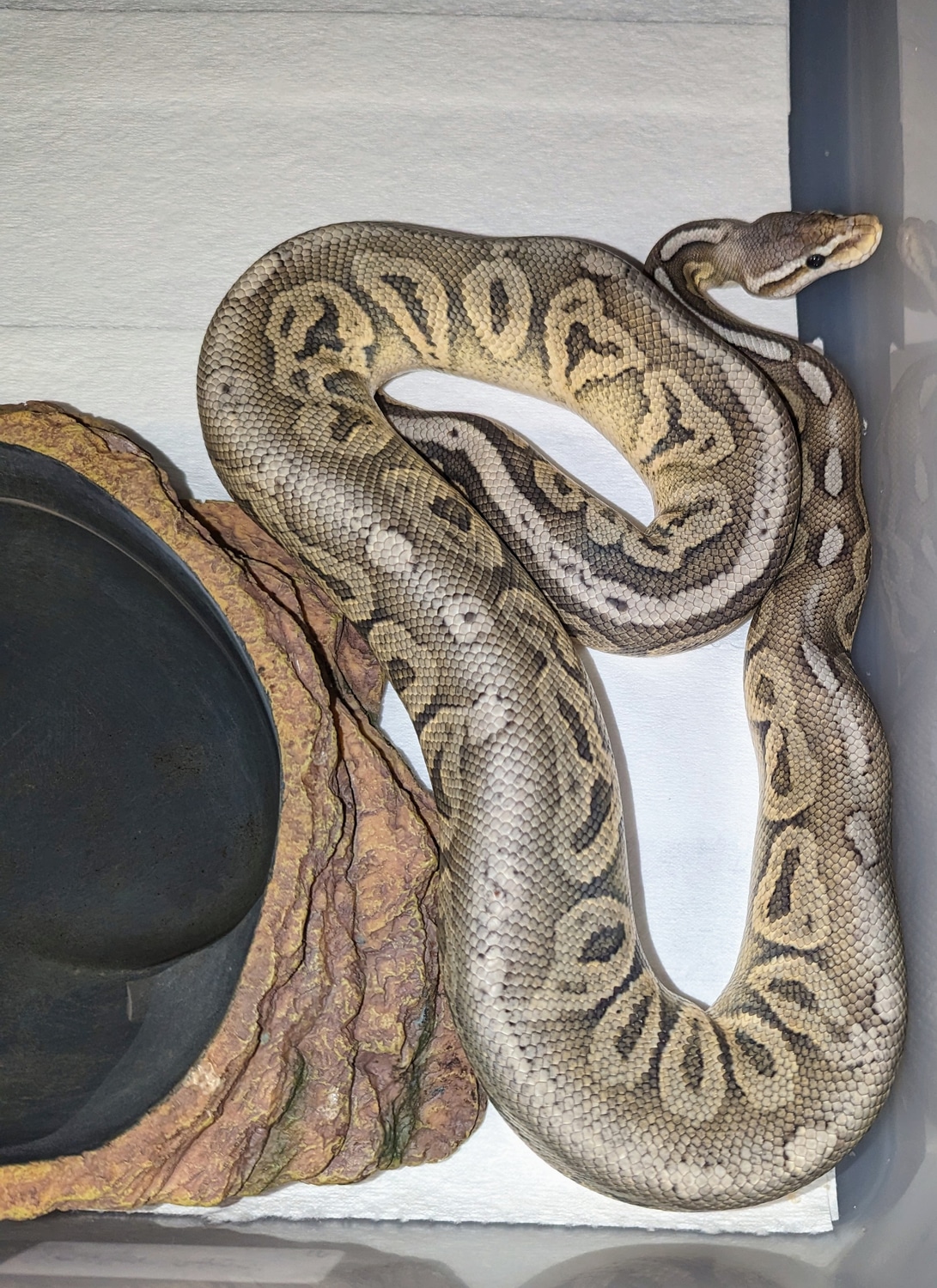 Pewter Ghost Ball Python by Heggins Serpents - MorphMarket
