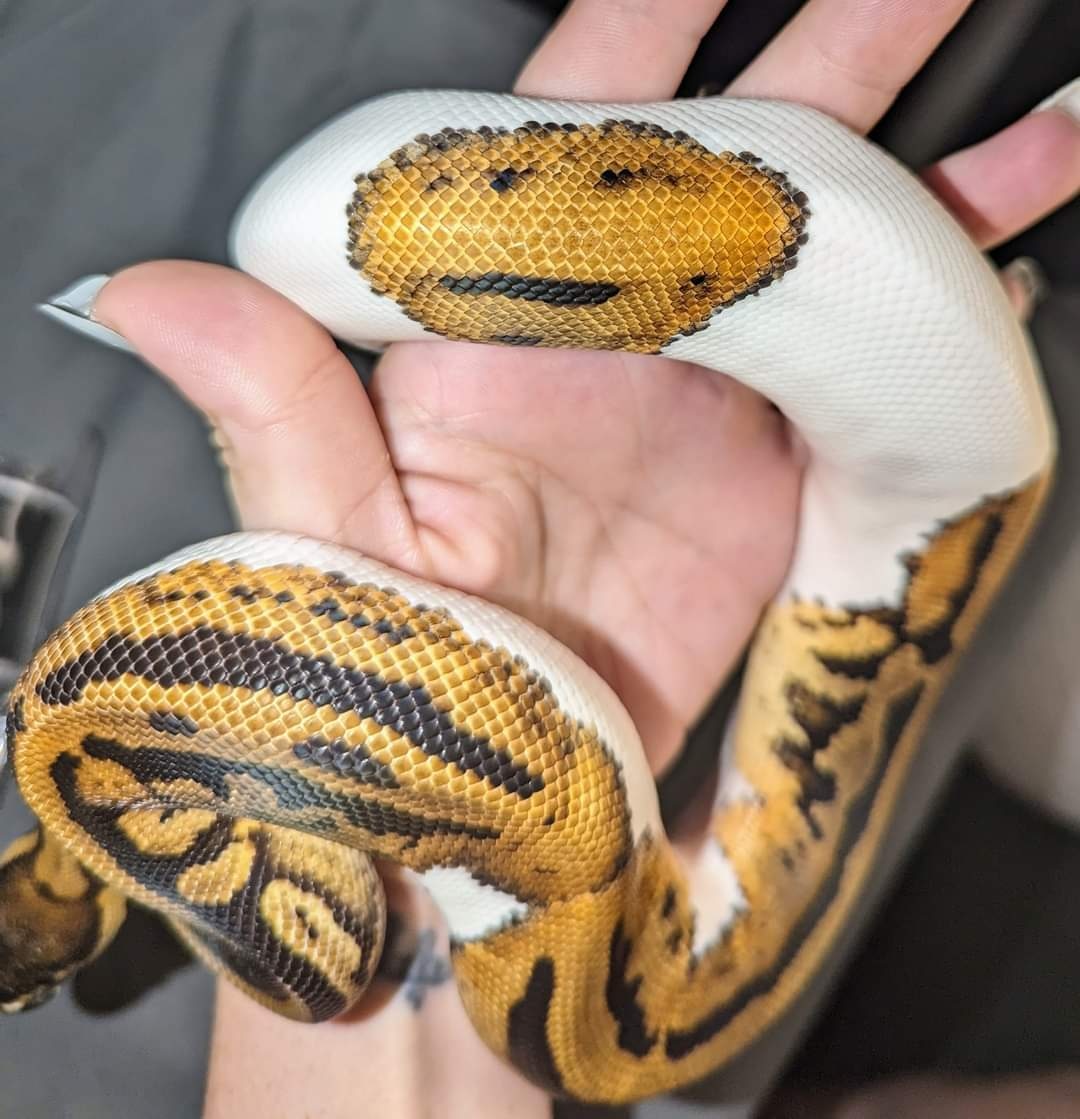 Orange Dream Leopard Paradox Pied Ball Python by Heggins Serpents ...