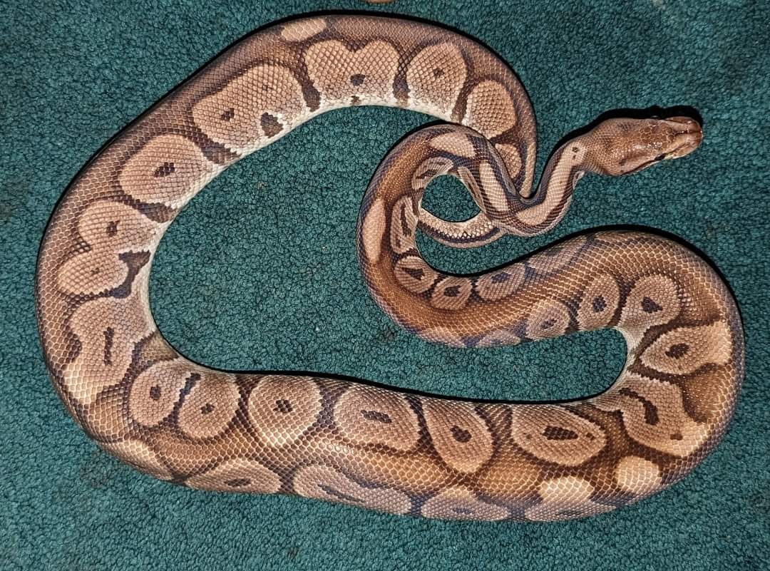 Het Red Axanthic Hidden Gene Woma Ball Python by Heggins Serpents ...