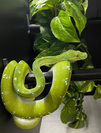Aru Green Tree Python by Heidi's Snakes