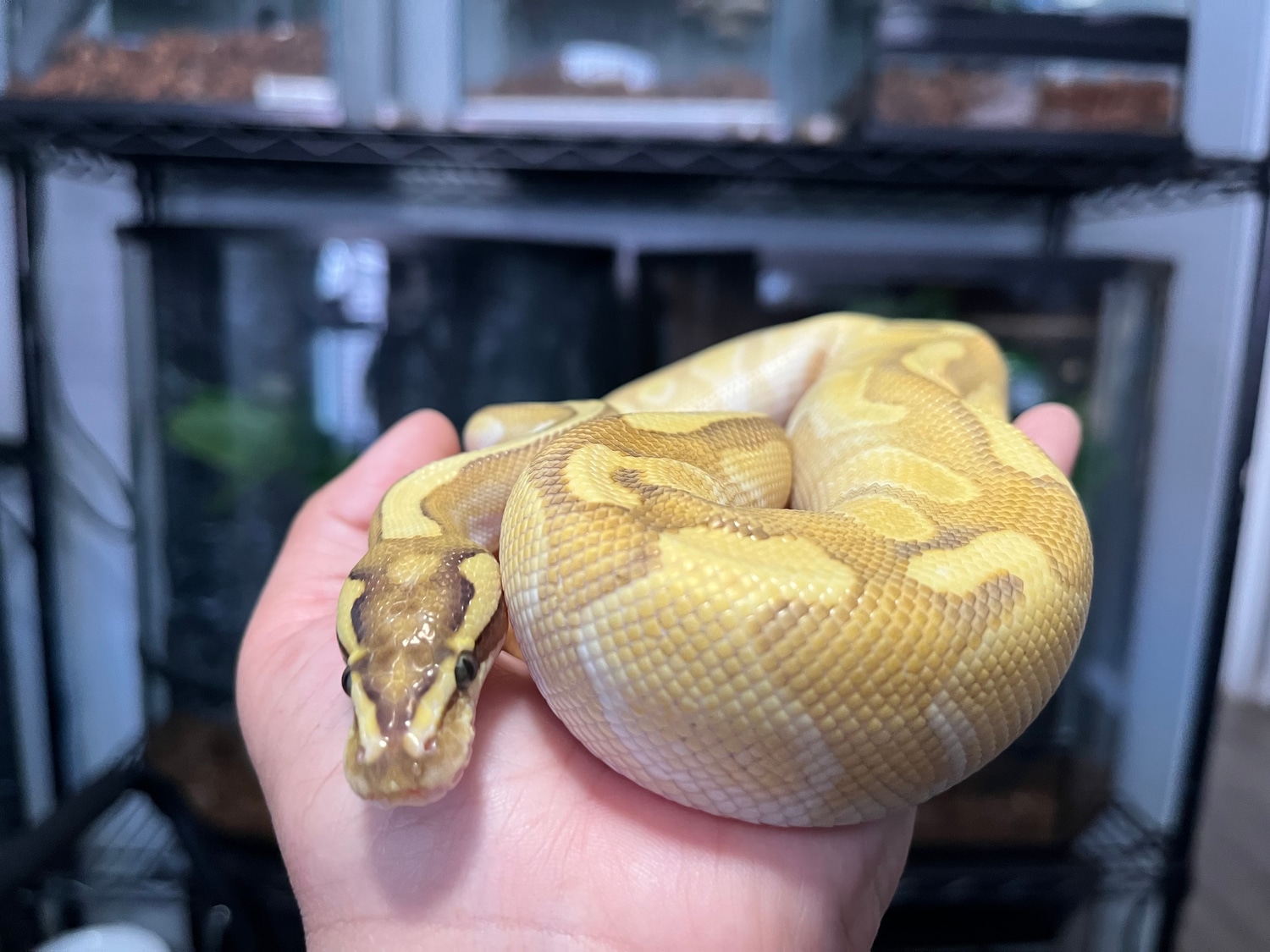 Pastel Lesser Fire Enchi Ball Python by Hangry Snakes - MorphMarket