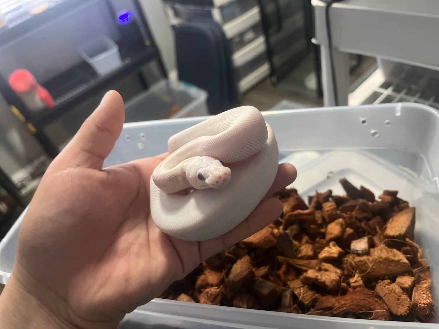 Blue Eyed Lucy Ball Python by Hangry Snakes - MorphMarket