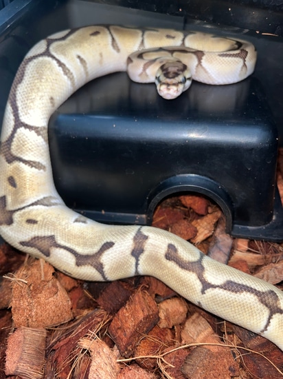 Mojave Spider Ball Python by Hangry Snakes
