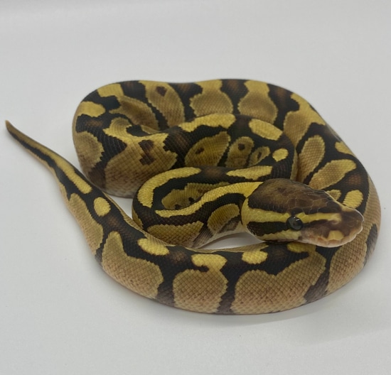 Enchi OD YB/Gravel Ball Python by AK Reptiles
