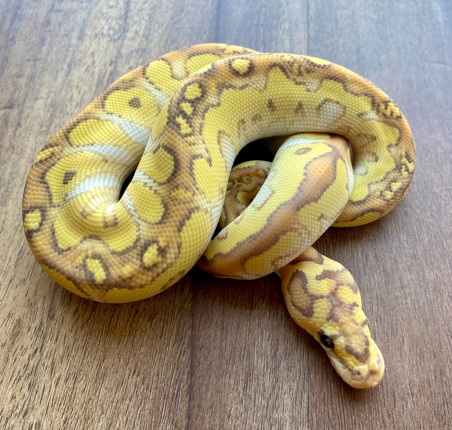 Banana Lesser YB Clown Ball Python by AK Reptiles - MorphMarket
