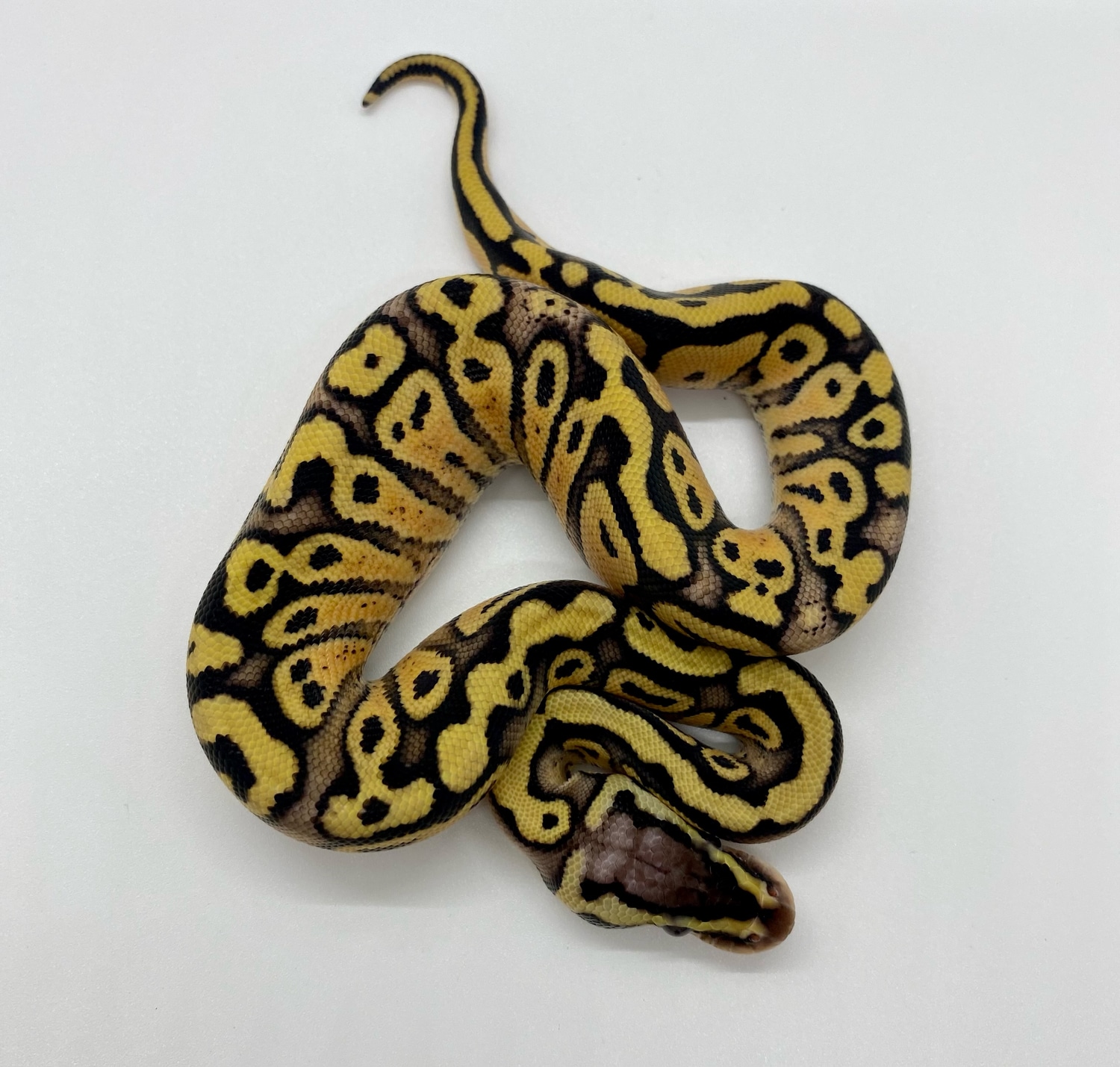 SALE Pastel Red Stripe Het Clown Ball Python by AK Reptiles - MorphMarket