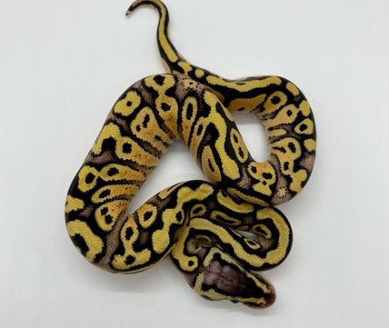 Pastel Batman Possible Red Stripe And Yellowbelly Ball Python by AK ...