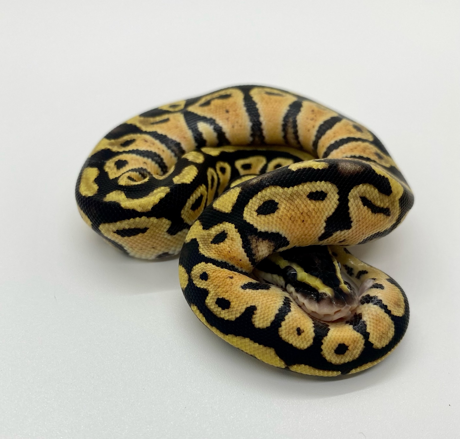 Pastel Het Clown Ball Python by AK Reptiles - MorphMarket